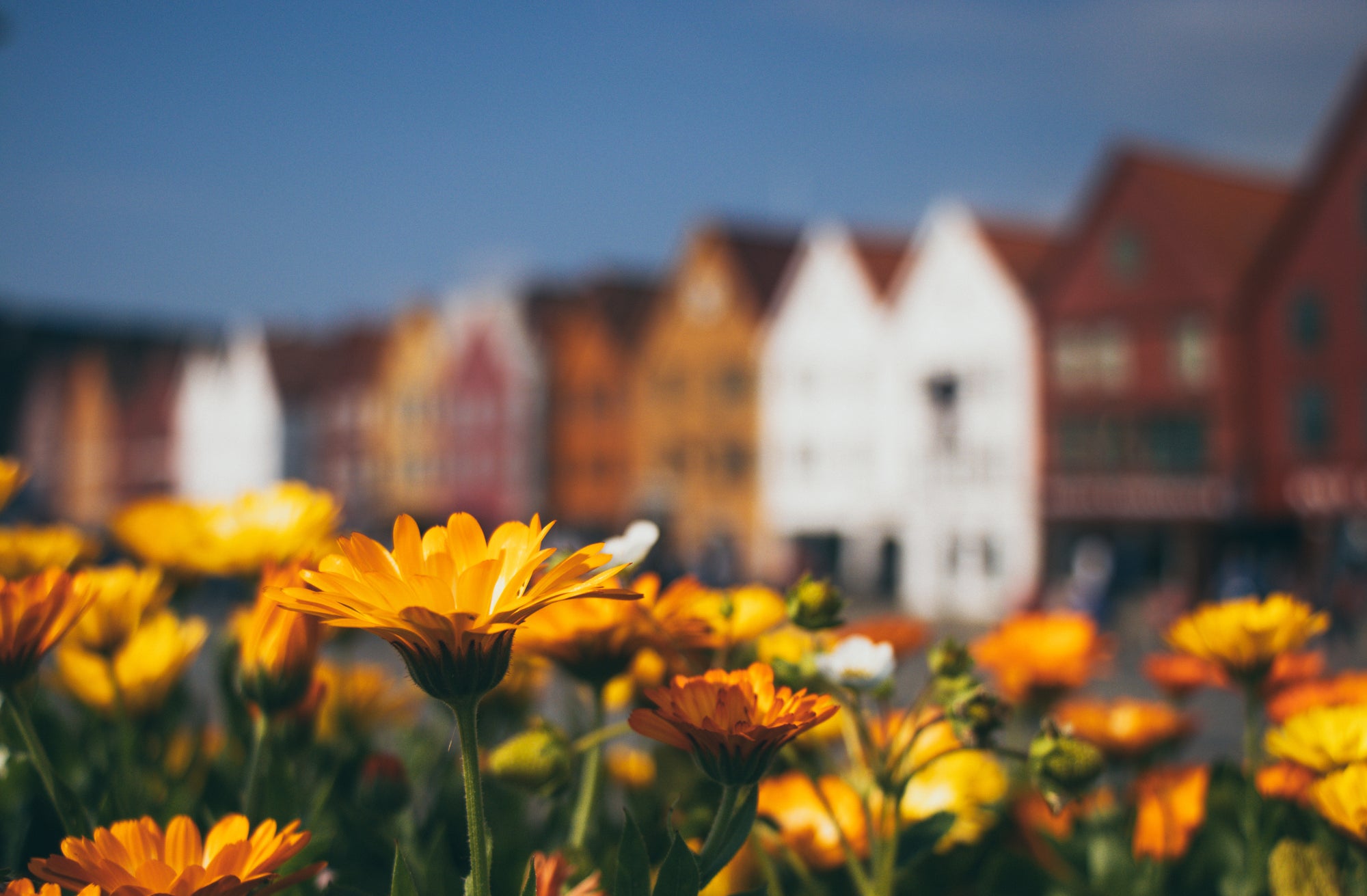 Flowers Of Islington
